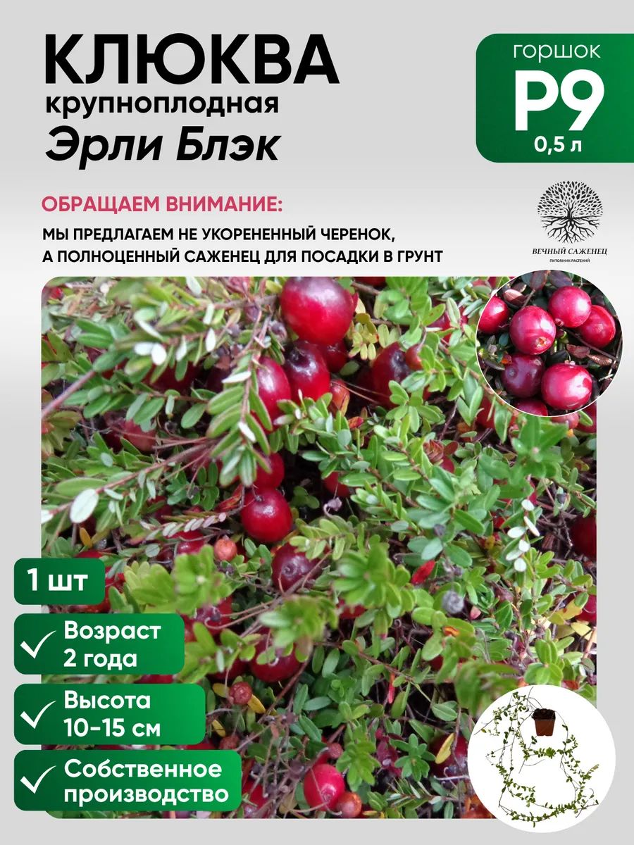 Клюква крупноплодная Эрли Блэк, саженец для сада и дачи, декоративное растение для посадки