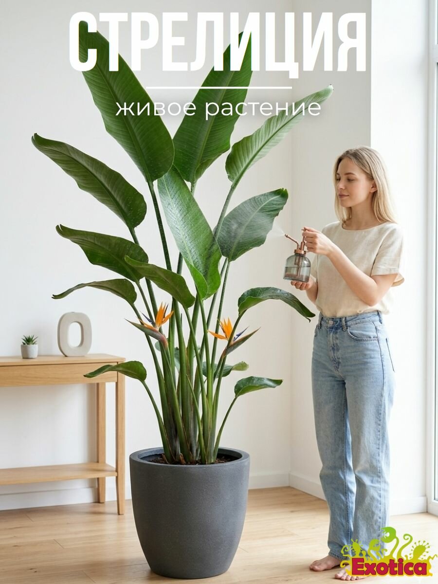 Стрелиция Регина (Strelitzia Reginea) D12см, цветок Райская Птица, домашний цветок