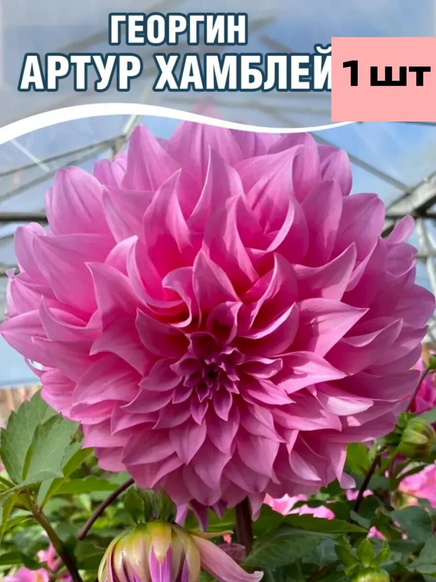 Георгины клубни многолетние Артур хамблей