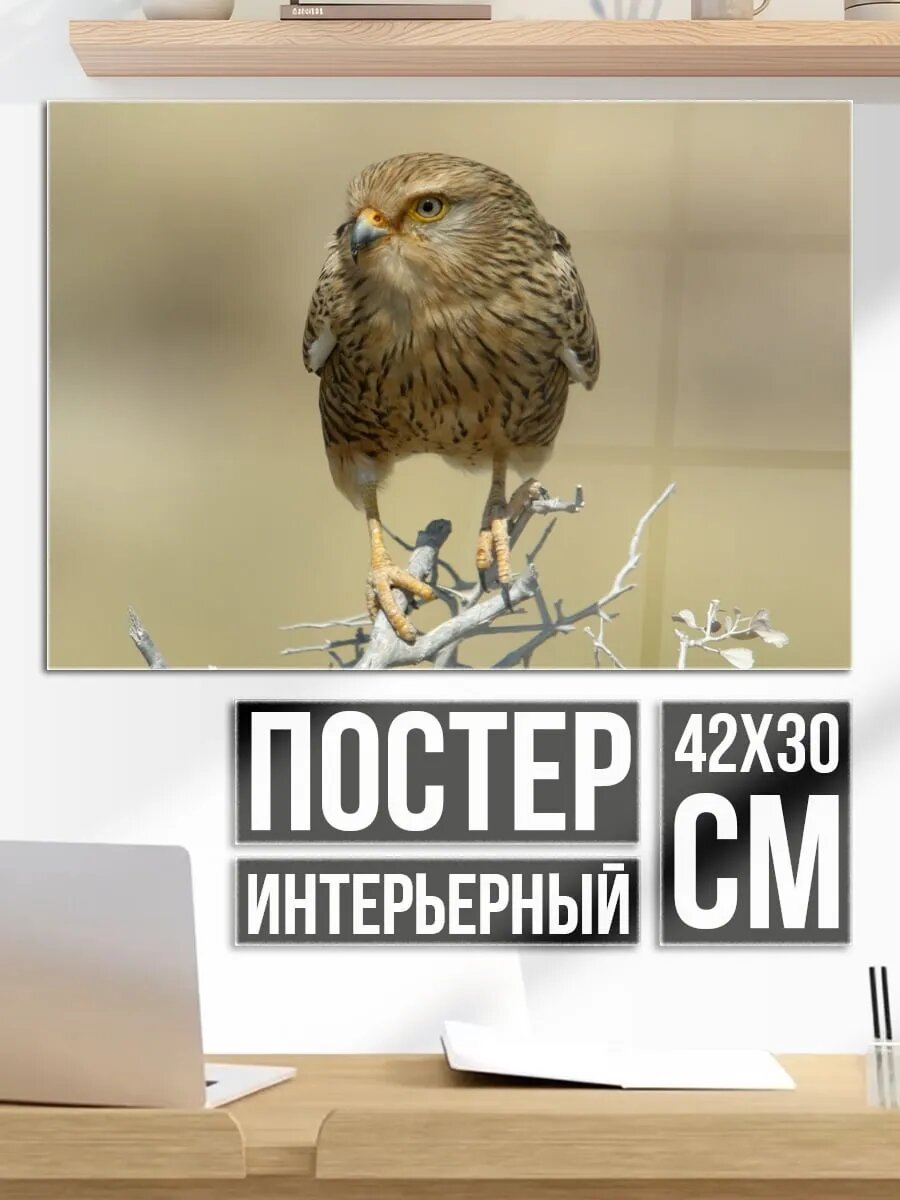 Плакат постер Пустельга на ветке