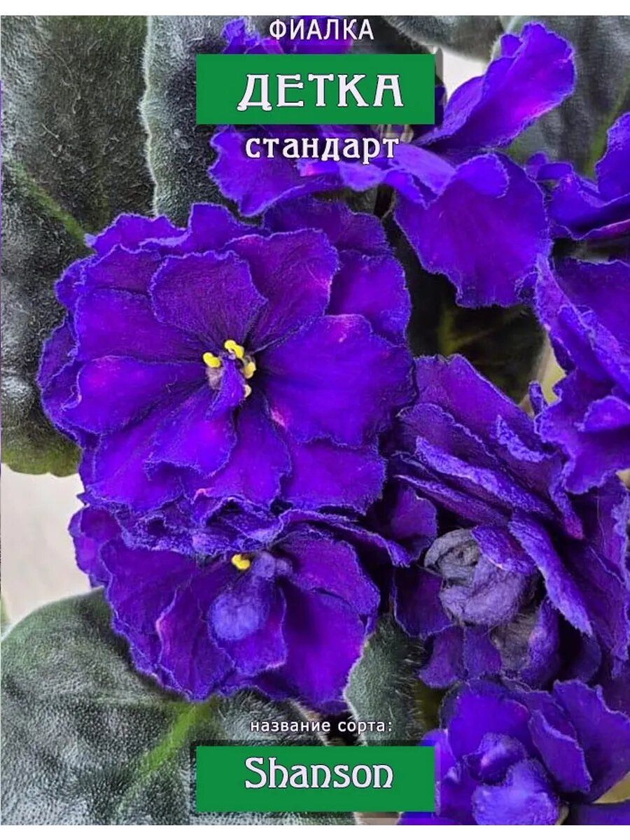 Фиалка комнатная сорт Shanson (детка)