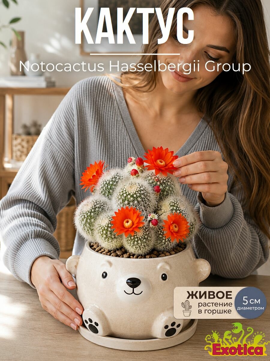 Нотокактус Хазельберга Груп, или Пародия Хазельберга (Notocactus Hasselbergii Group) D5см, живое растение