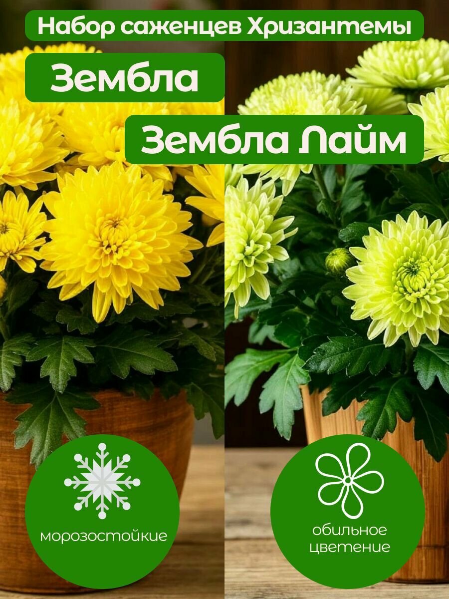 Набор хризантем Зембла и Зембла Лайм