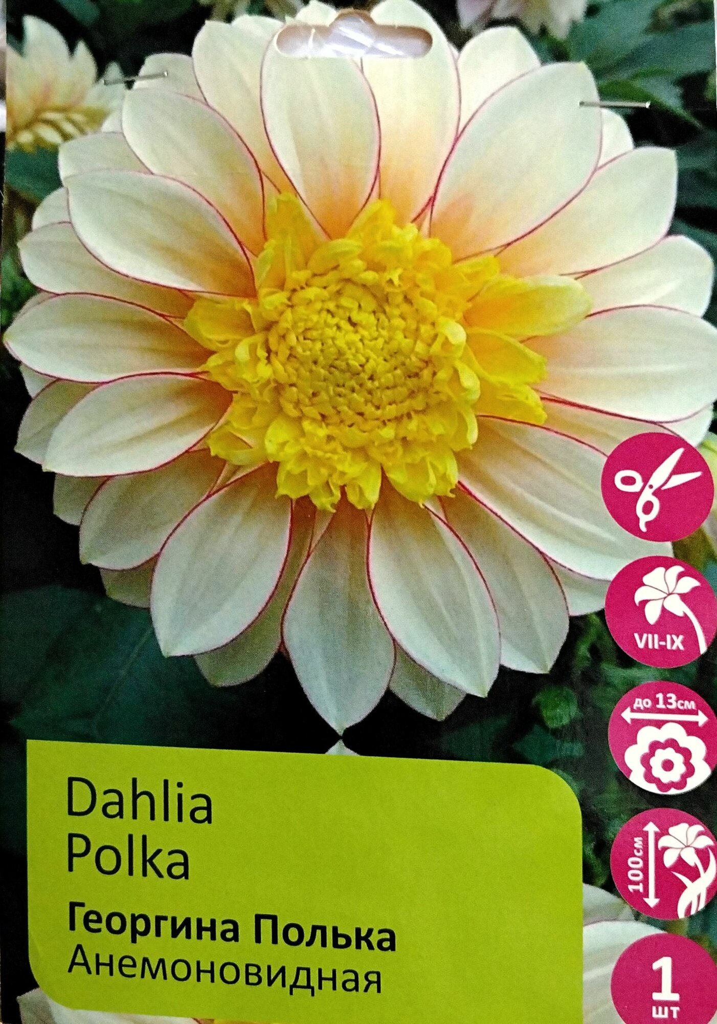 Георгина "Полька" Анемоновидная