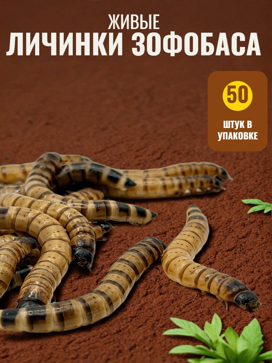 Личинки зофобаса - стартовая колония 50 штук в субстрате. Корм, наживка, прикормка для рептилий, птиц, насекомых и рыбалки