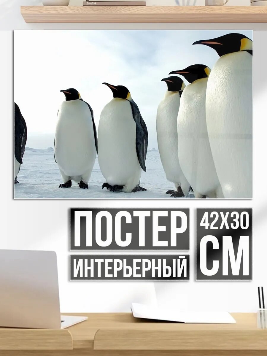 Плакат постер императорские пингвины