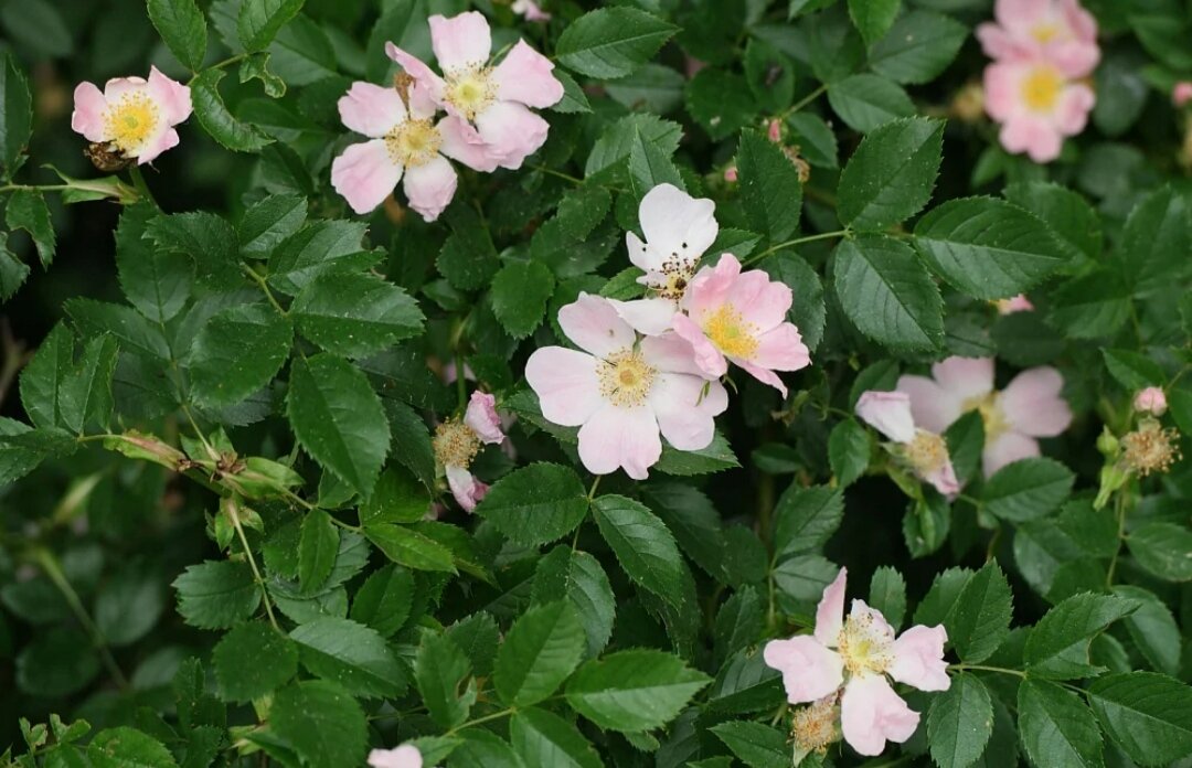 Роза собачья (Rosa canina), 70-90, C5