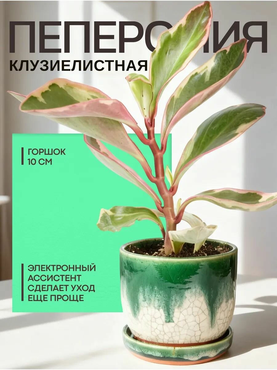 Пеперомия Клузиелистная Живое комнатное растение