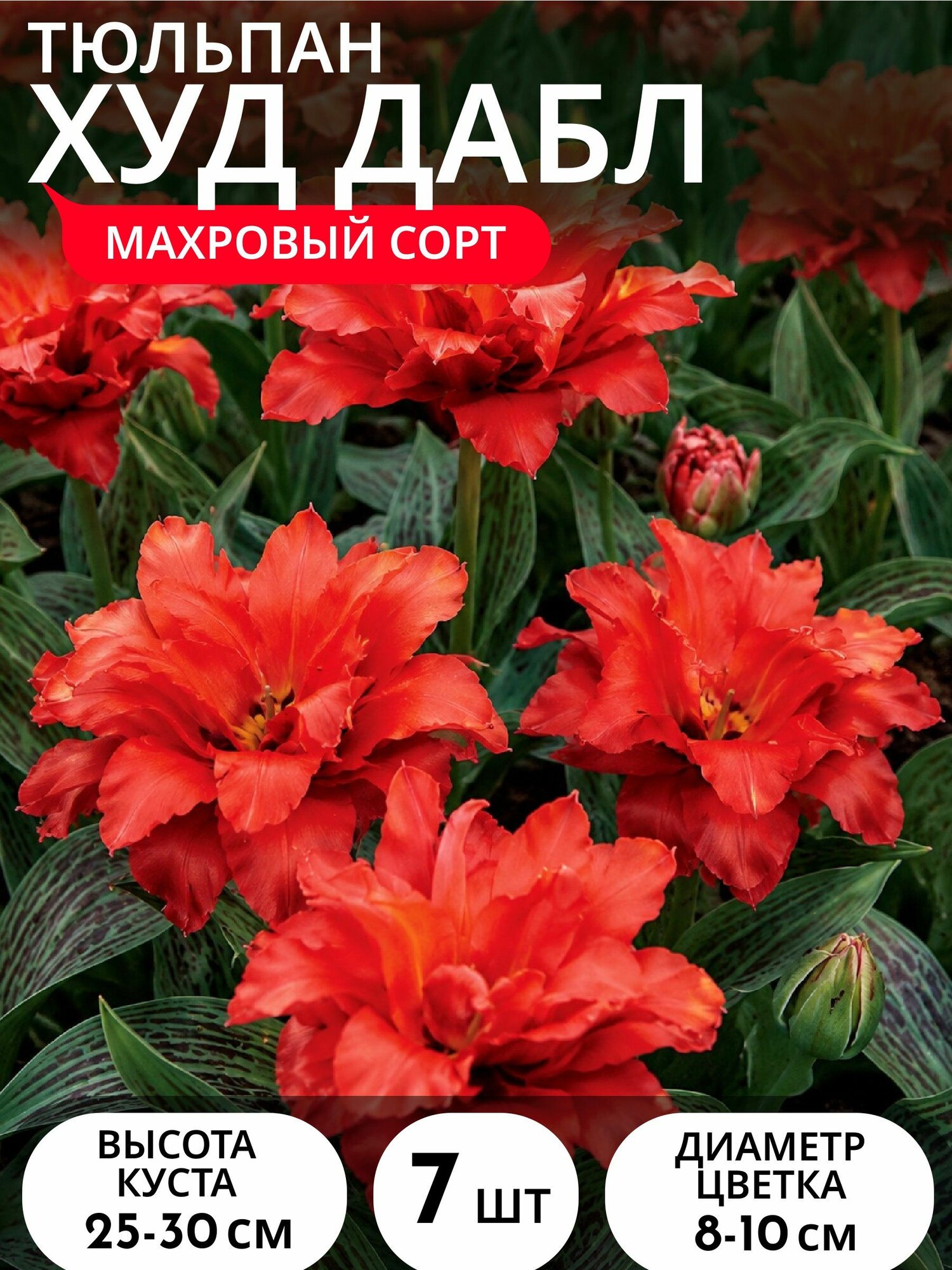 Тюльпаны красные махровые , луковицы сорта "Худ Дабл" - 7 шт.