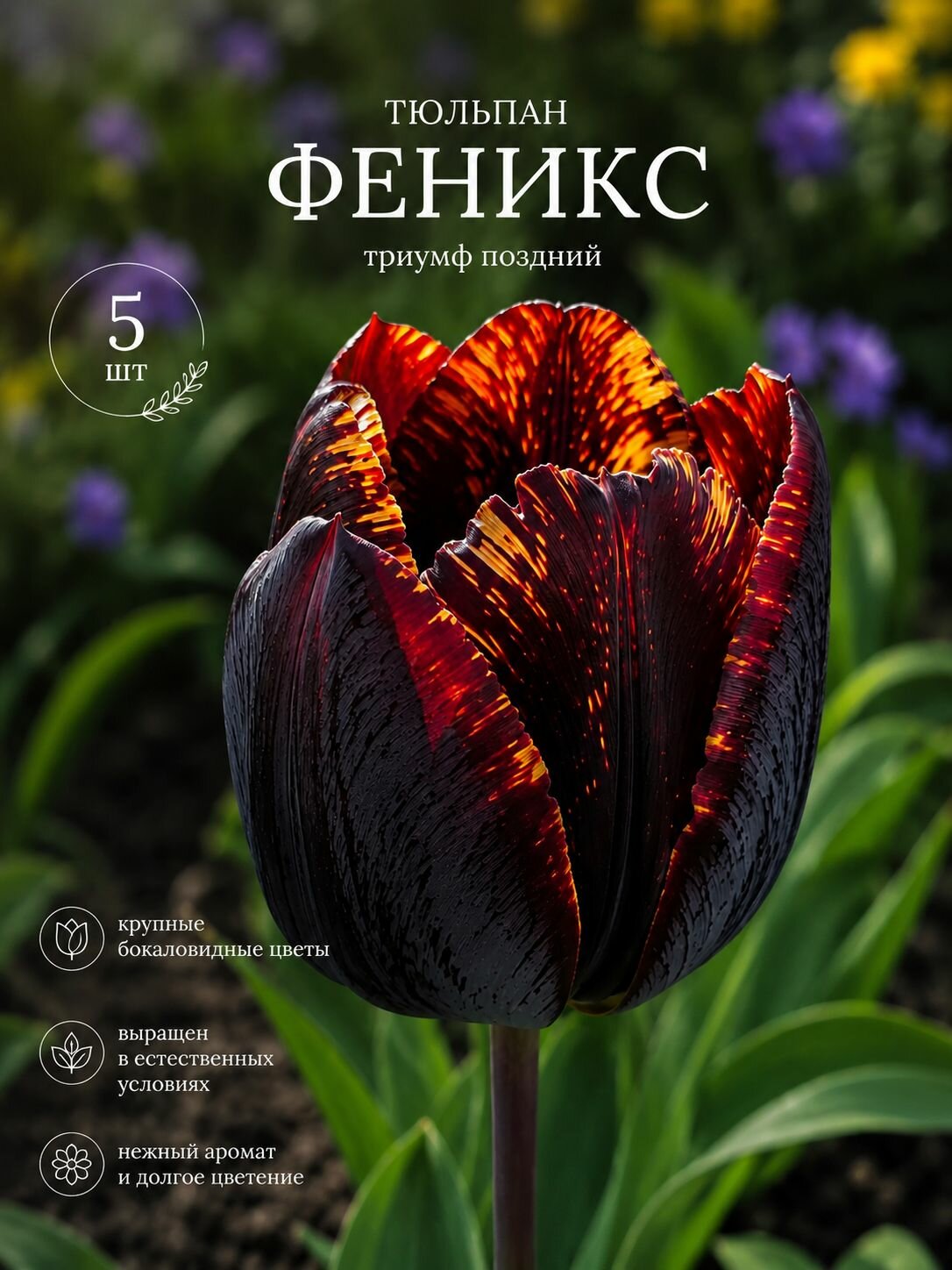 Тюльпан луковицы многолетние сорта"Феникс" , -5 шт в упаковке