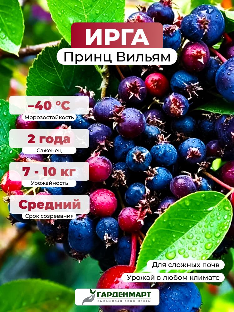 Саженец Ирга для сложных почв Принц Вильям