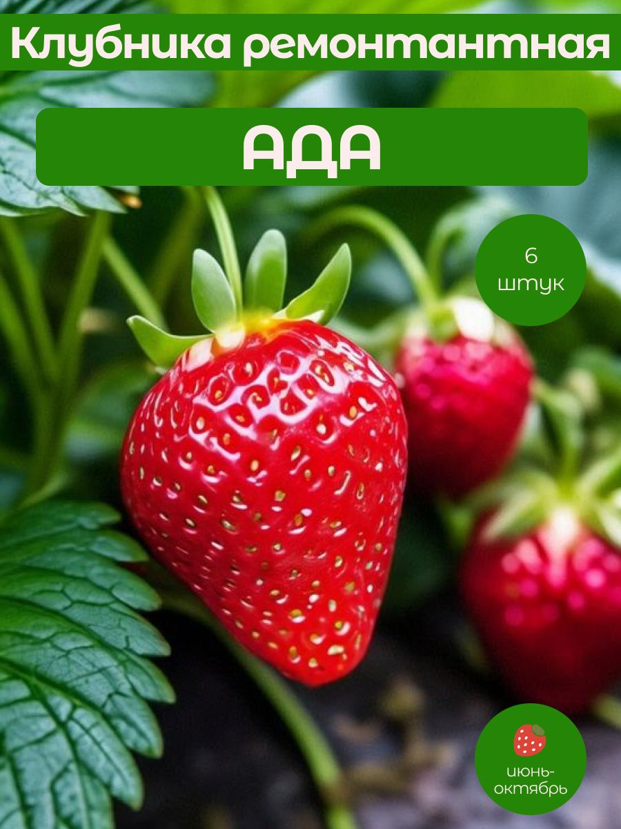 Клубника ремонтантная Ада 6 штук