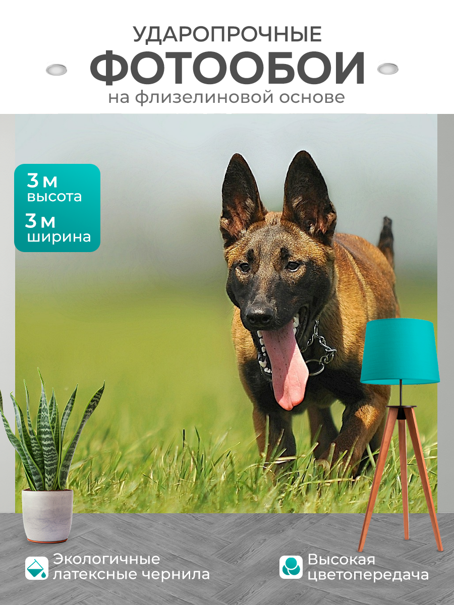 Фотообои моющиеся ударопрочные "Малинуа, собака, животное" 300x300 см. флизелиновые на стену