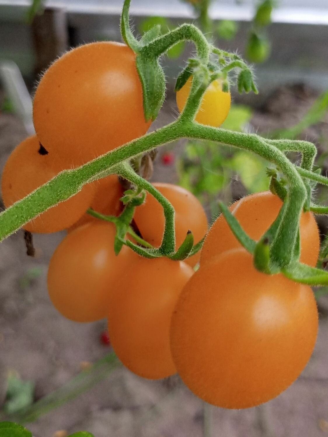 Каскад желтый 7шт+бонус