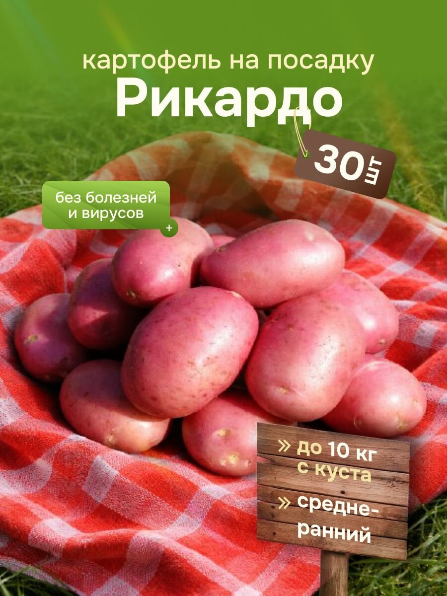 Семенной картофель на посадку Рикардо 30 шт (среднеранний)