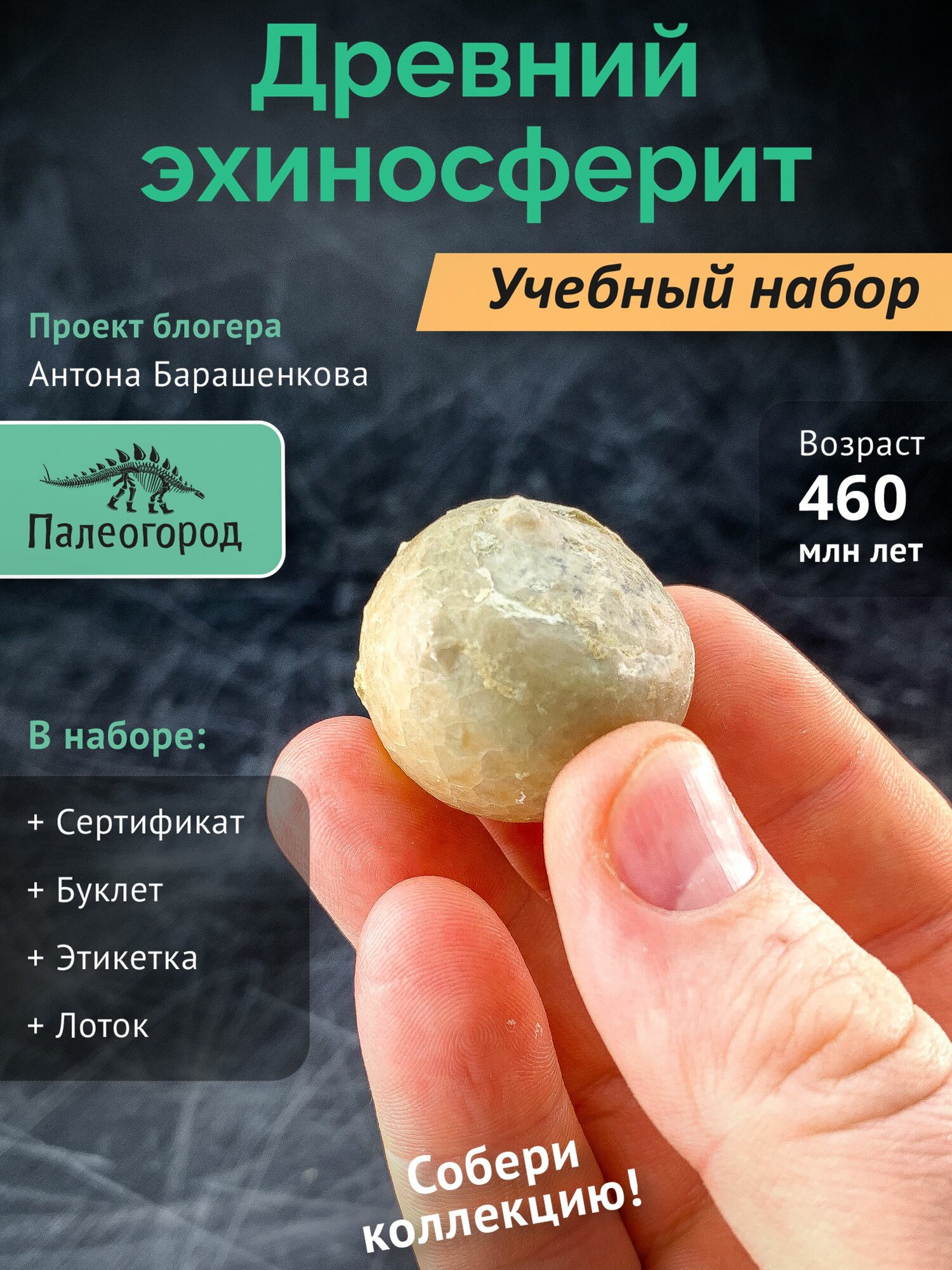 Echinosphaerites aurantium, XF (образец №399). Коллекционный набор. Натуральные окаменелости Палеогород .