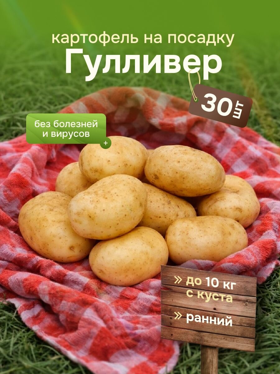 Семенной картофель на посадку Гулливер 30 шт (ранний)