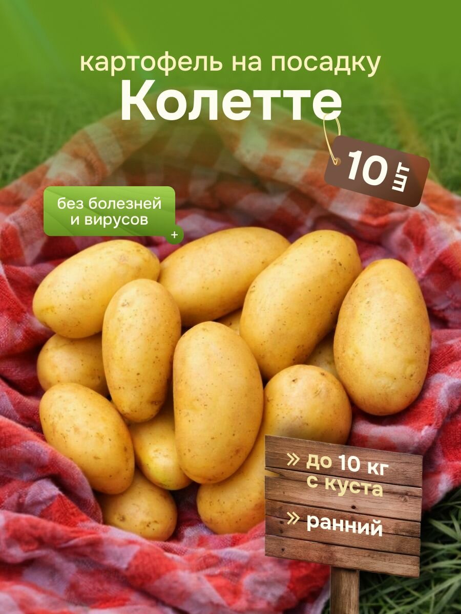 Семенной картофель на посадку Колетте 10 шт (ранний)