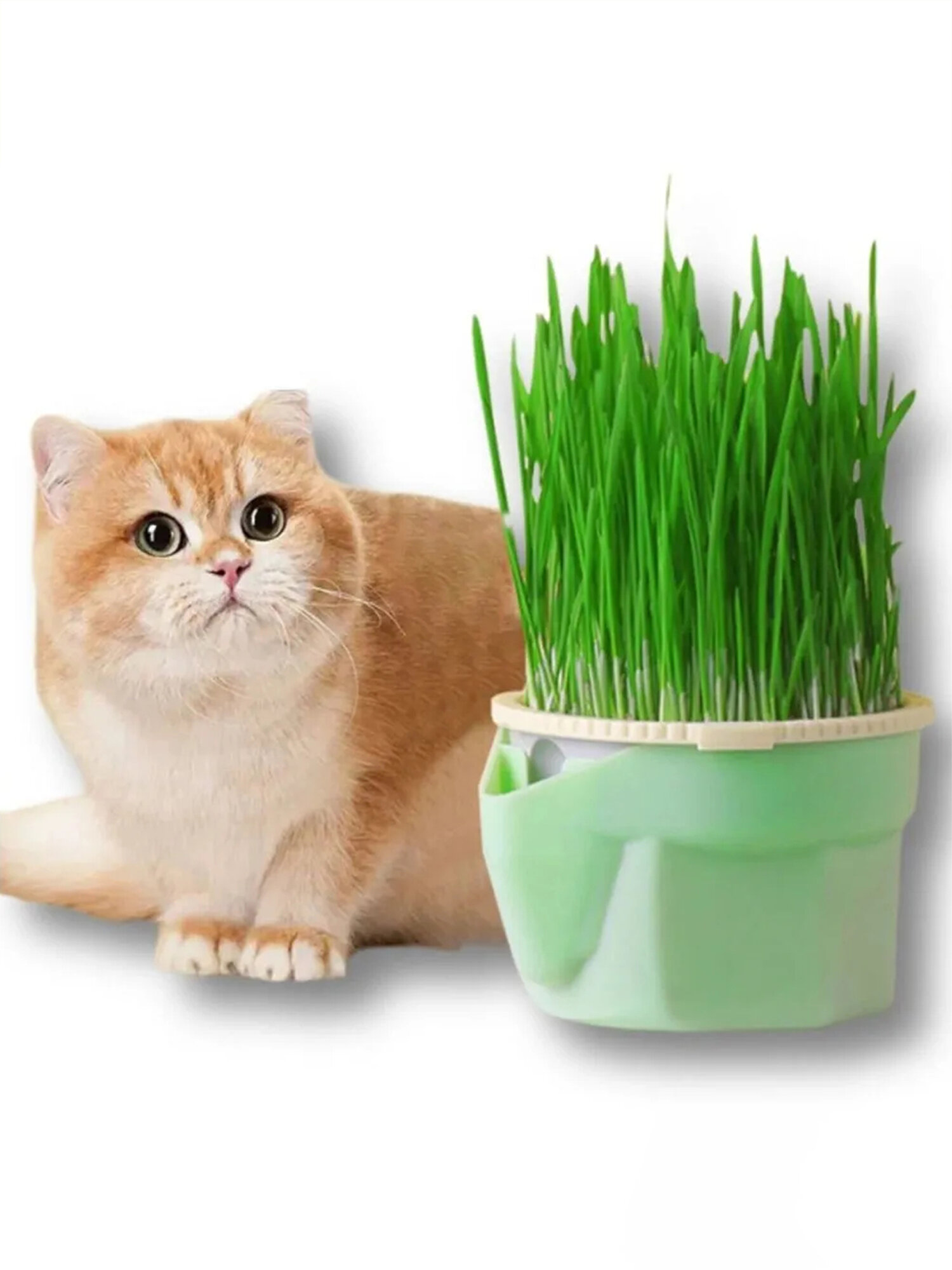 Кошка Трава