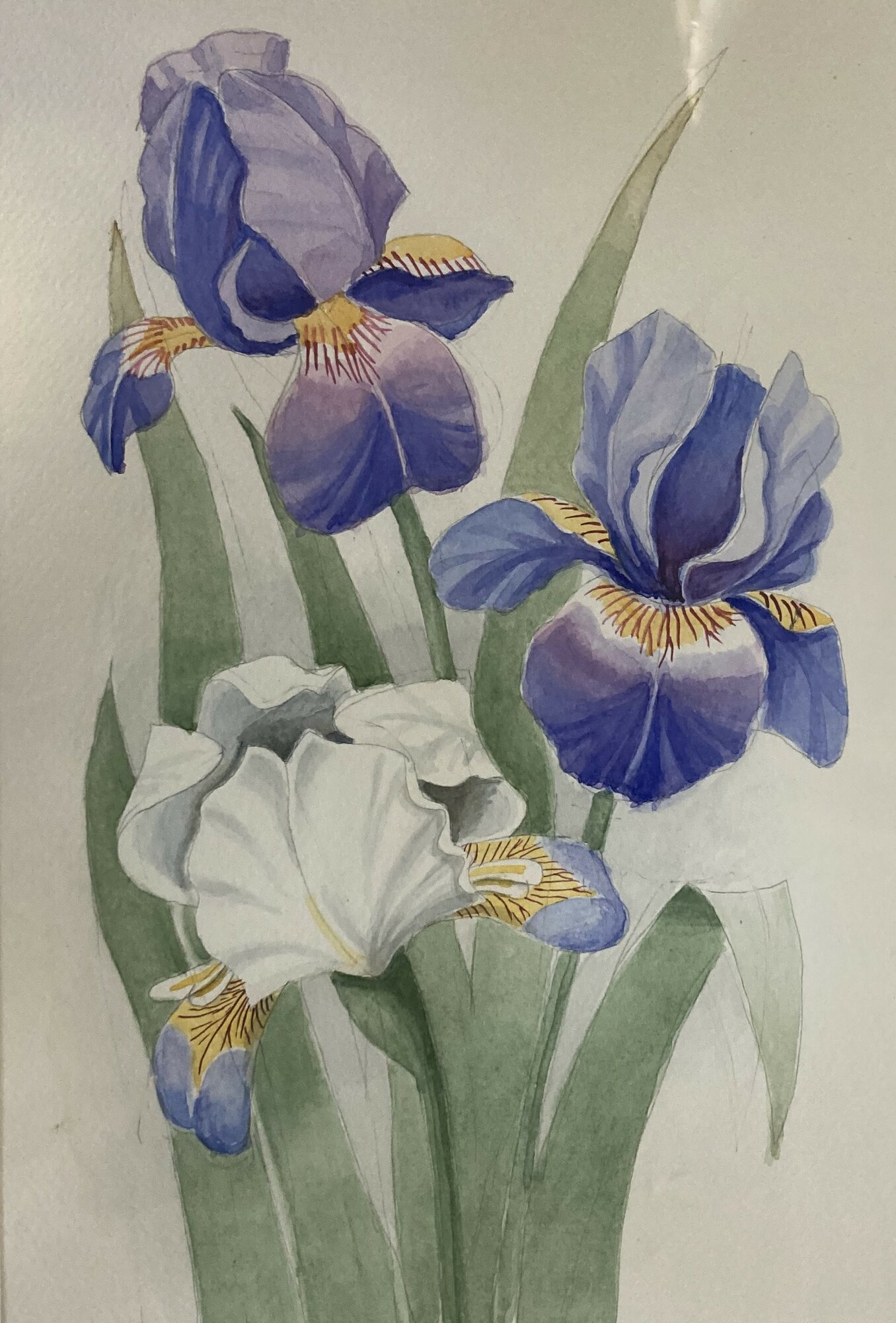 ART-Salon at Oktyabrskaya картина "Ирисы", 40х30см, бумага, акварель; ручная работа