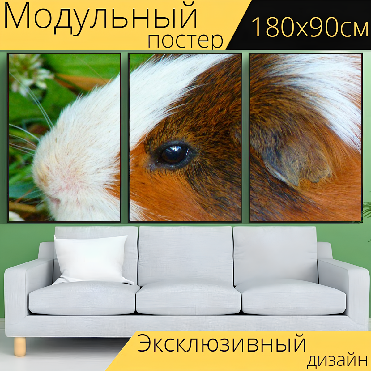 Модульный постер "Домашняя морская свинка, cavia porcellus, морская свинка" 180 x 90 см. для интерьера на стену в тубусе