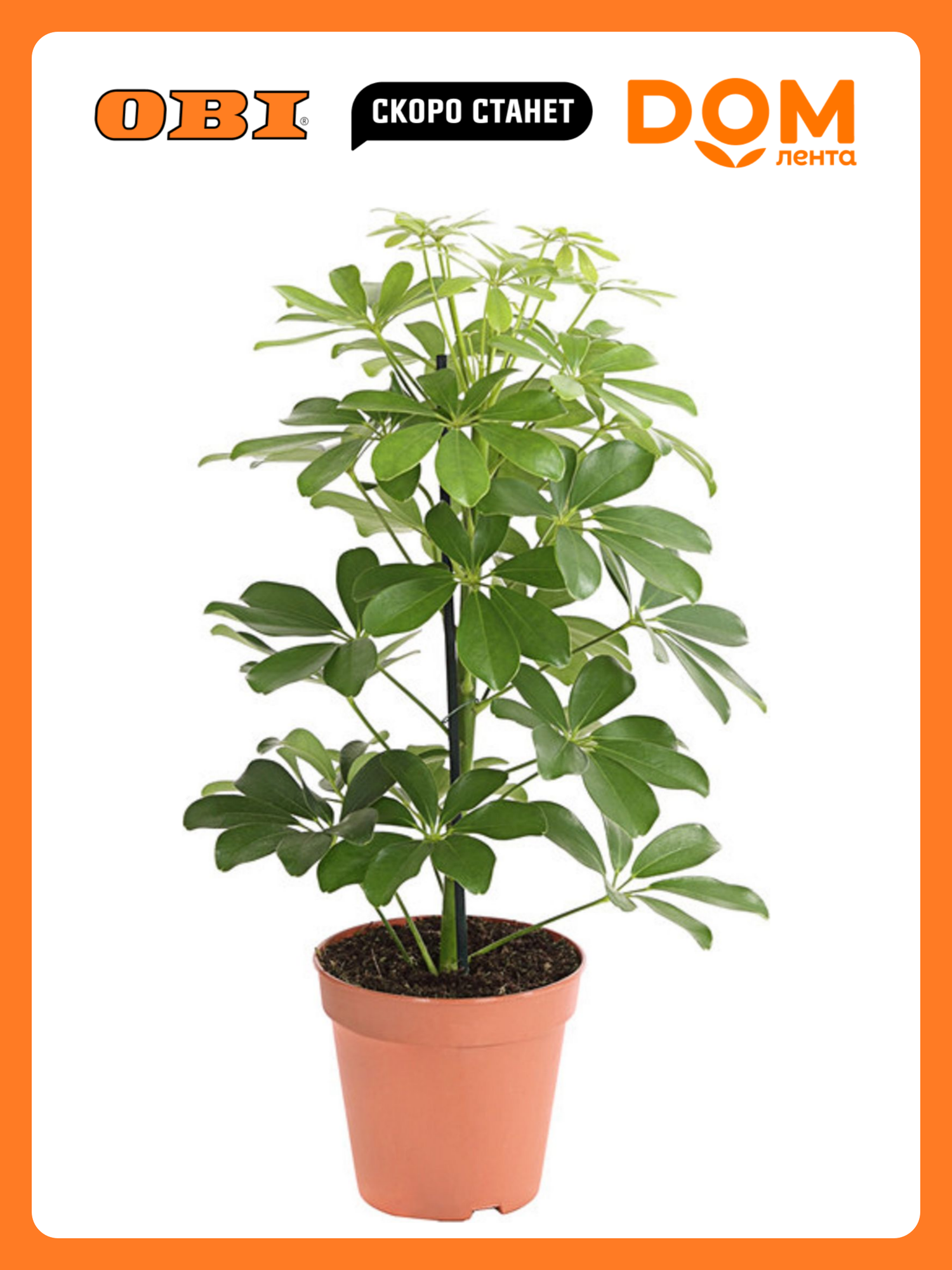 Растение Шеффлера Нора, декоративно-лиственное, высота 50 см, горшок D13