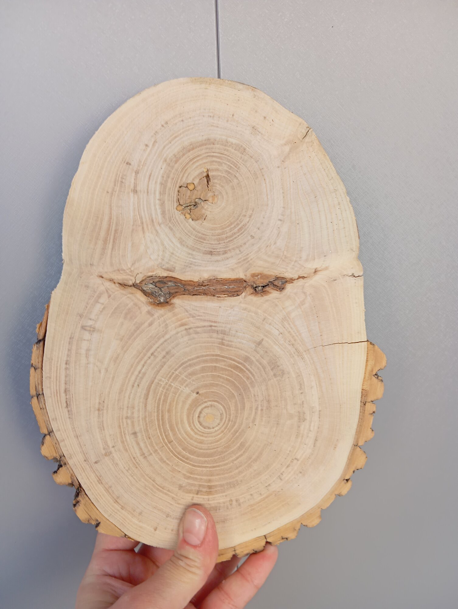 Спил дерева карагач, заготовка 23*15*2,0см