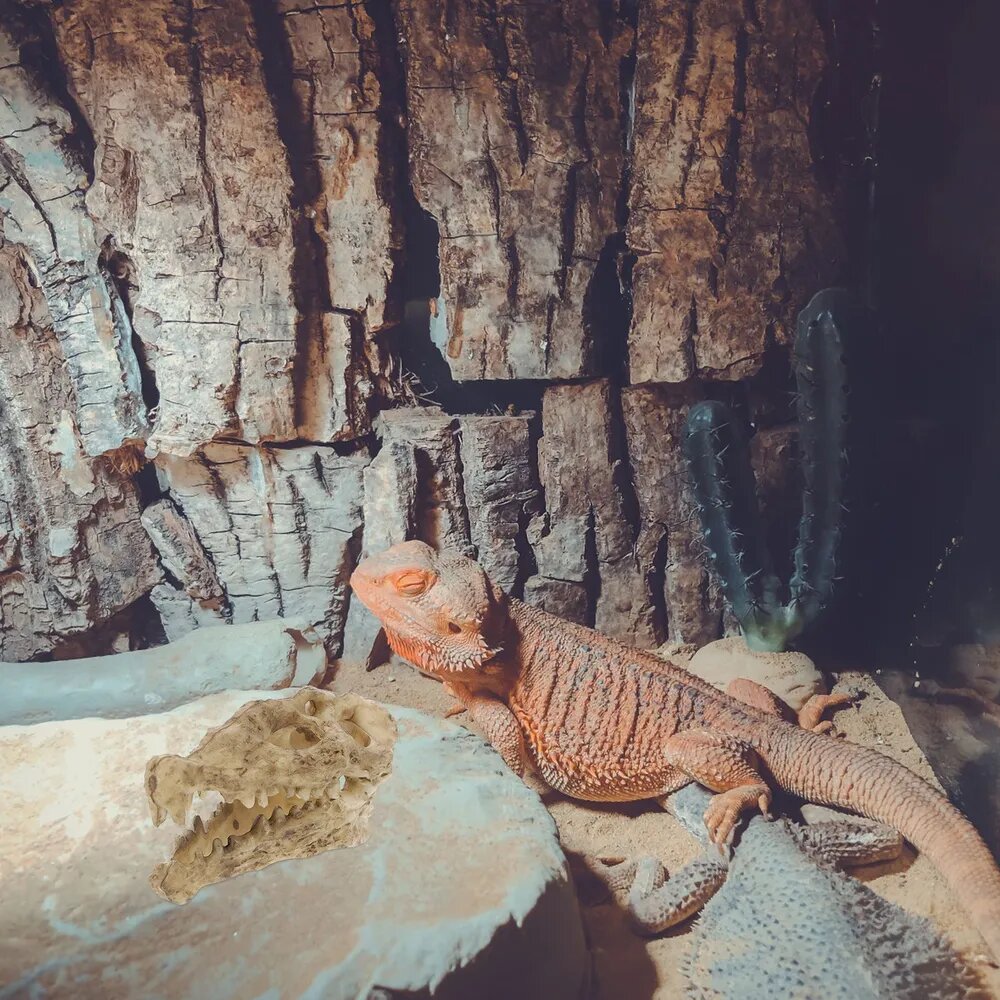 Декоративный череп крокодила из безопасной смолы для террариума и клетки для рептилий