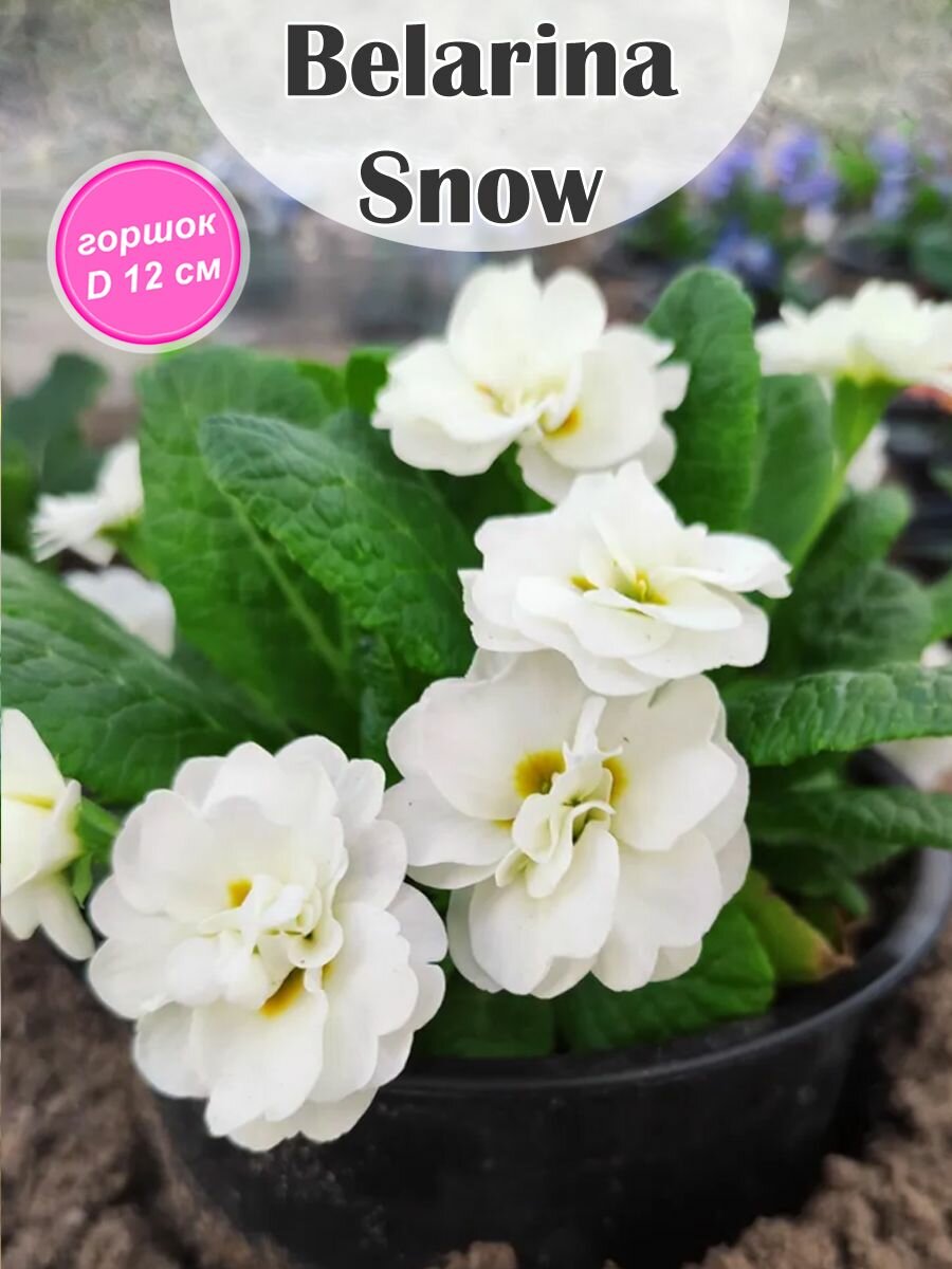 Примула Беларина Сноу (Primula Belarina Snow) махровая