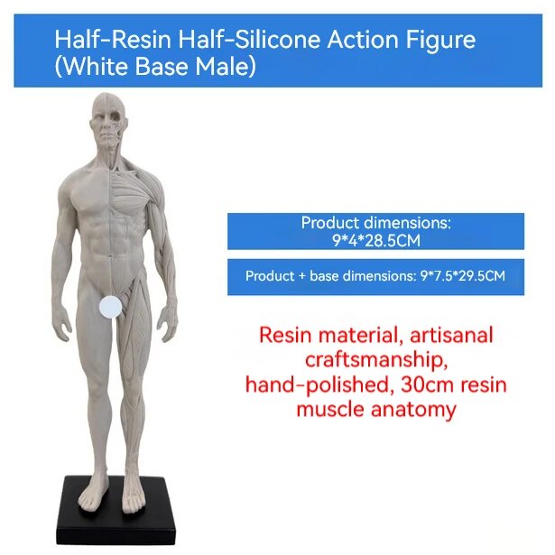 Анатомическая модель человека 30 см C