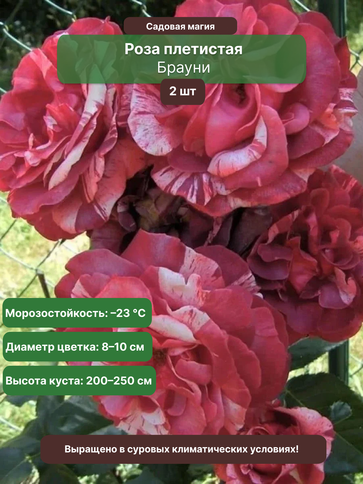 Роза плетистая "Брауни", 2 шт, многолетняя, коричнево-красная
