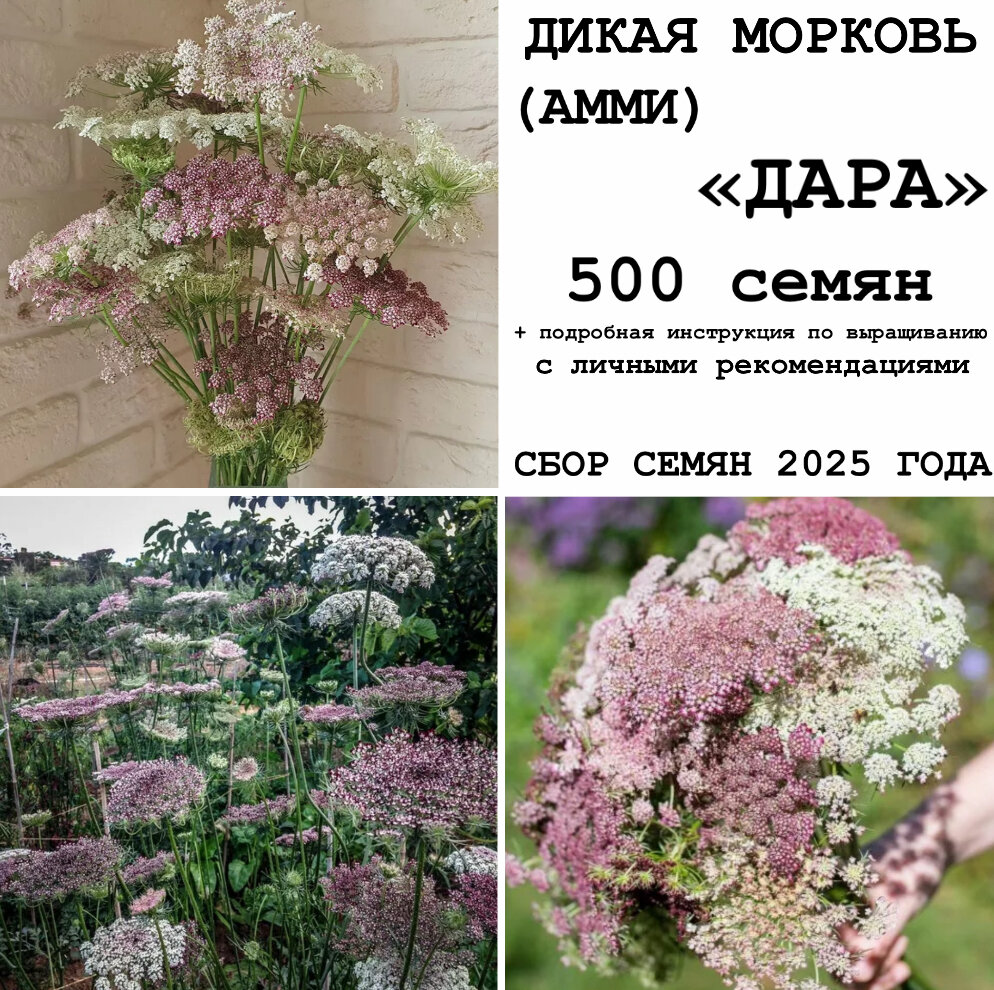 Дикая морковь (амми) дара 500 семян