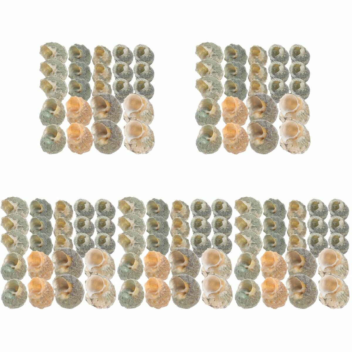 Декоративные раковины морских улиток из натурального морского мида для аквариума в наборе 1000 шт