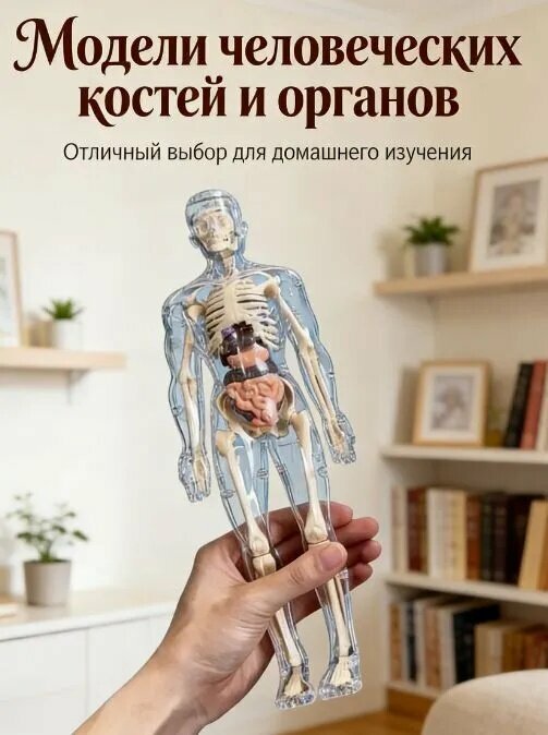 Прозрачные анатомические модели набор для изучения строения человека