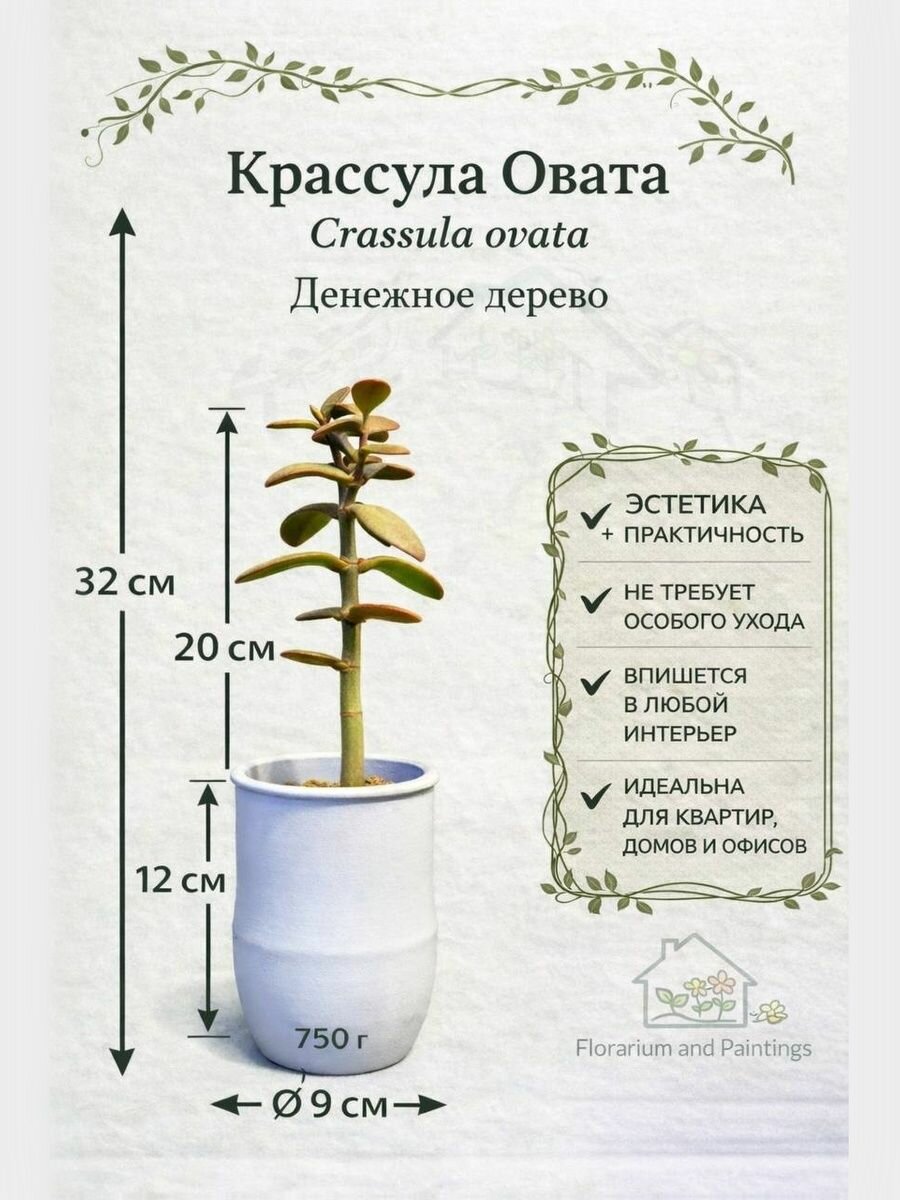 Комнатное растение . Крассула Овата (Crassula Ovata )горшок в комплектации есть, комнатное растение . Крассула Овата (Crassula Ovata )Кактусы и суккуленты