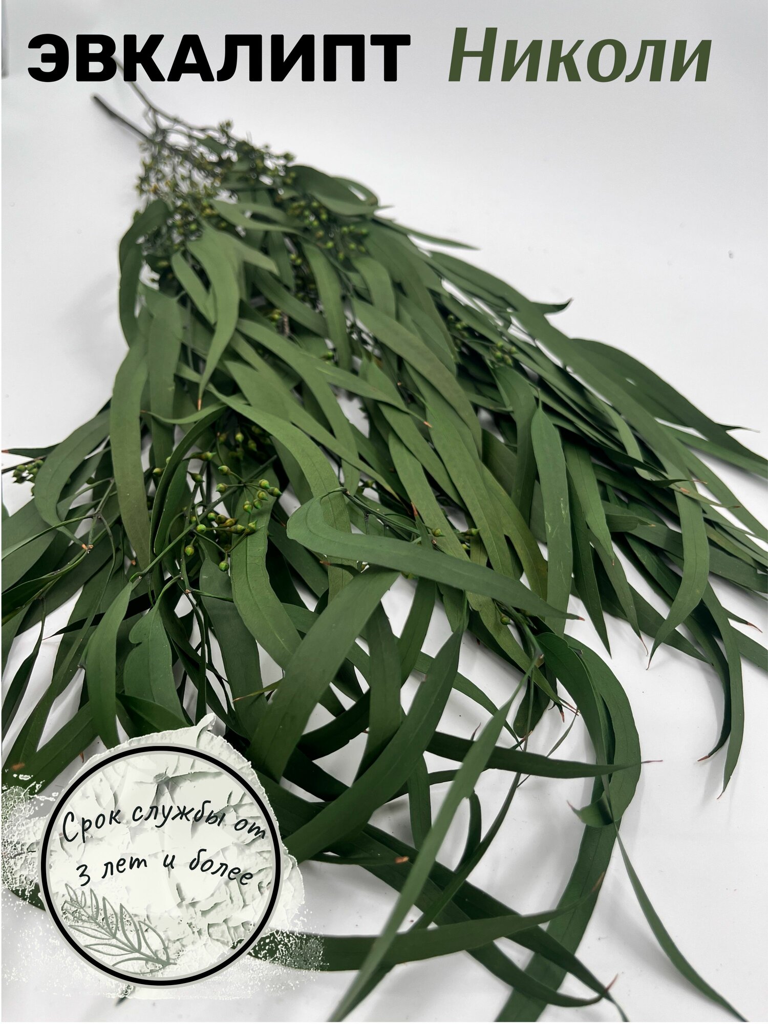 Эвкалипт стабилизированный / Николи 70-75 см