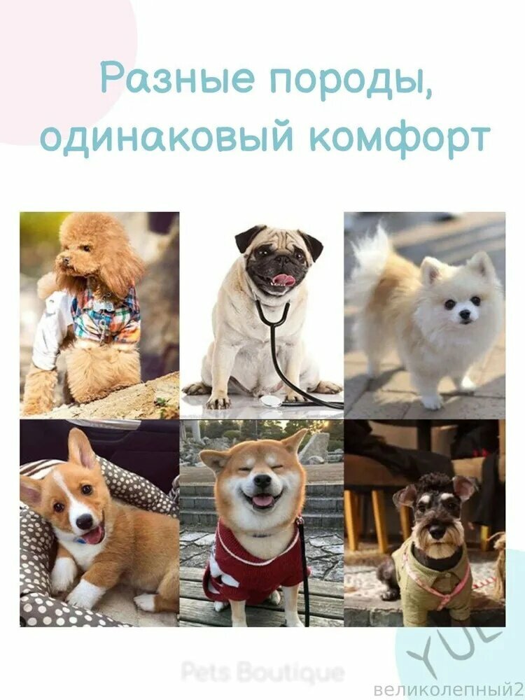 Лапомойка — фото 1