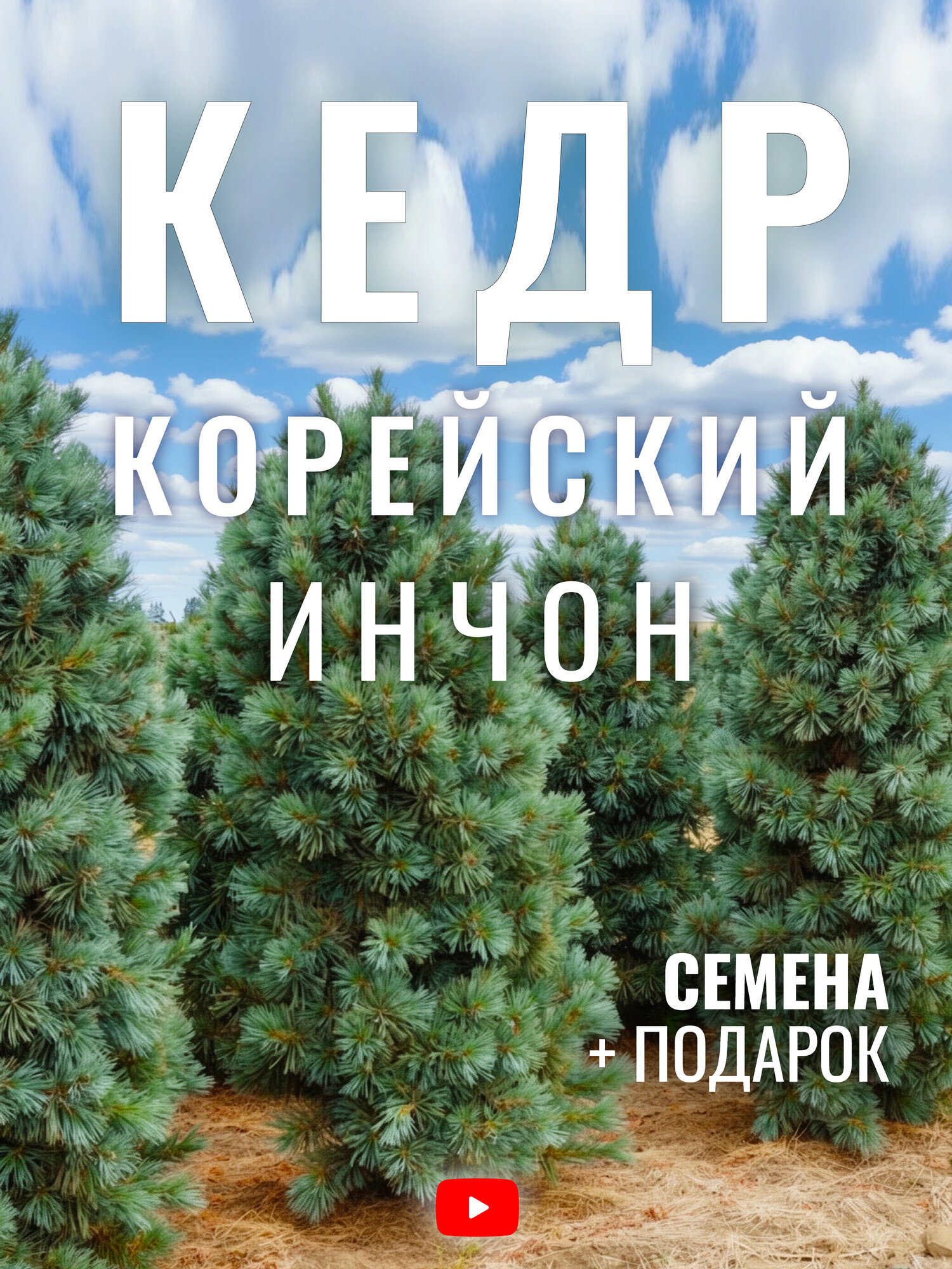 Кедр корейский Инчон, Семена, 10 шт, семена хвойных растений