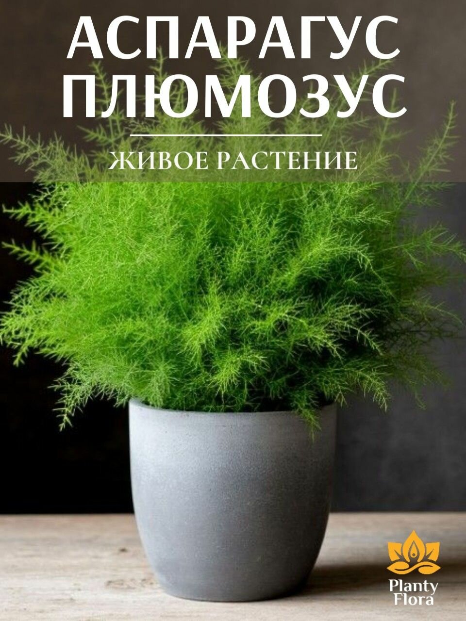 Аспарагус Плюмозус перистый живое растение в горшке D7см
