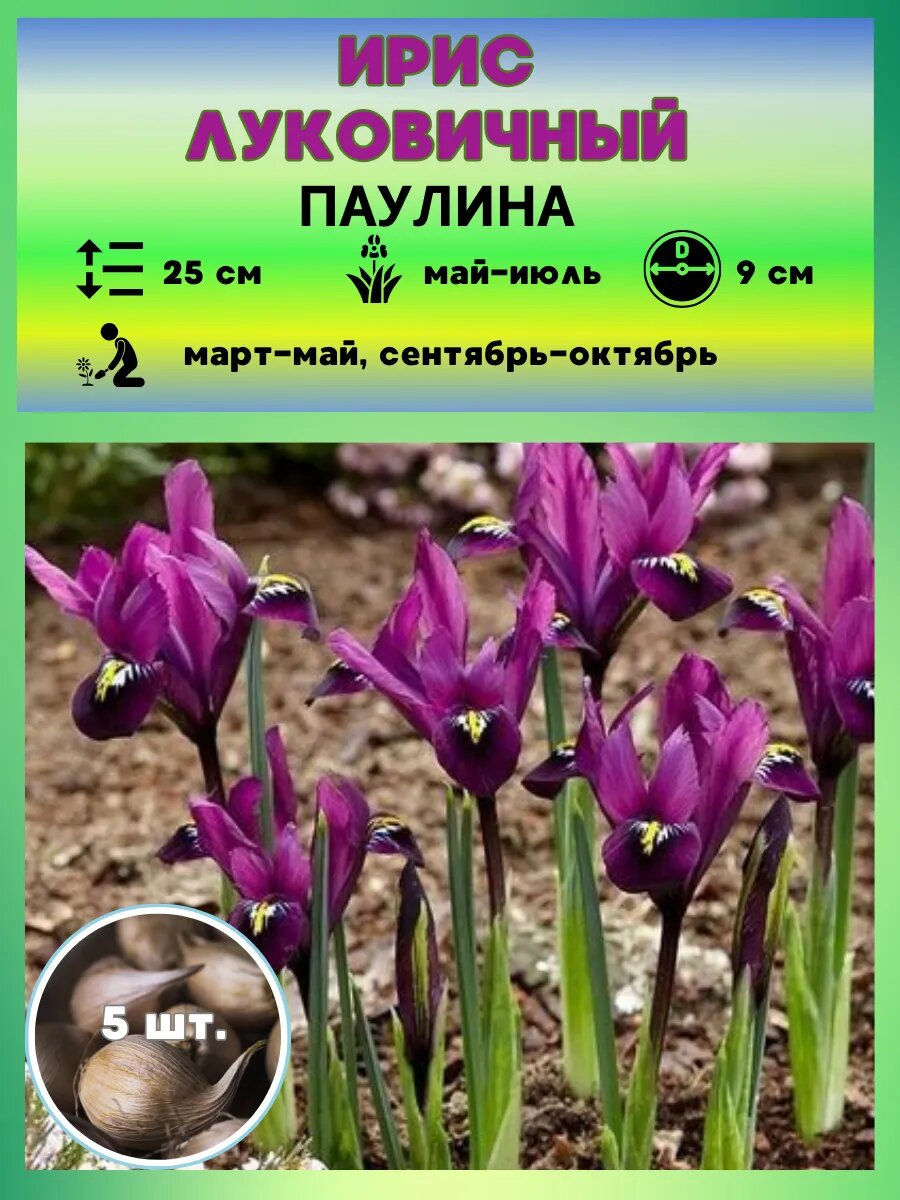 Ирис луковичный, луковицы 5 штук