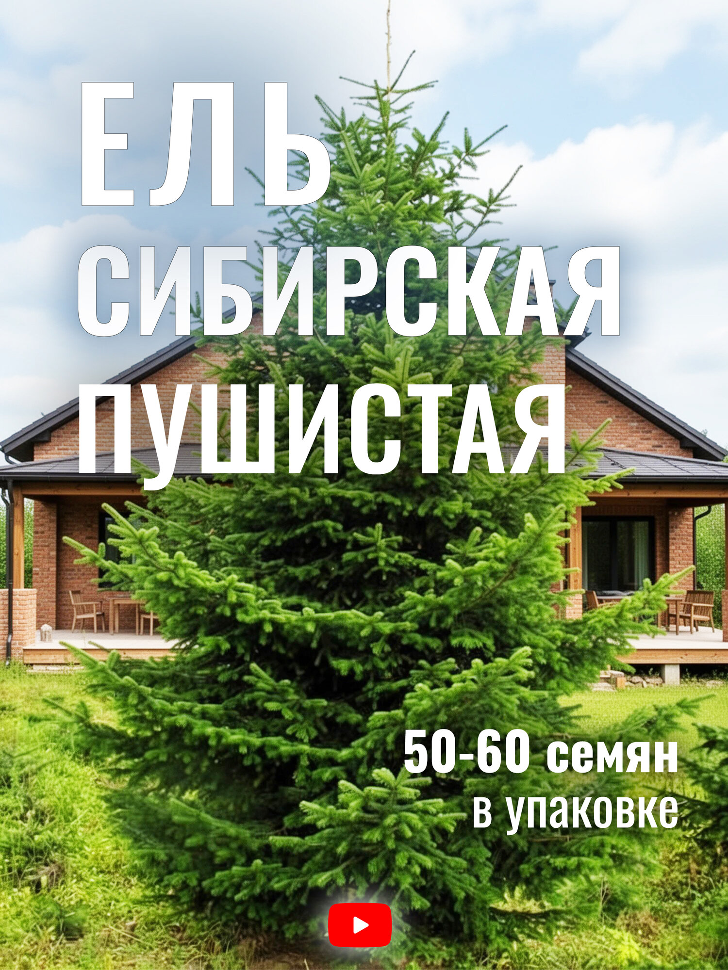 Ель Сибирская Пушистая, Семена, 50 шт, семена хвойных деревьев