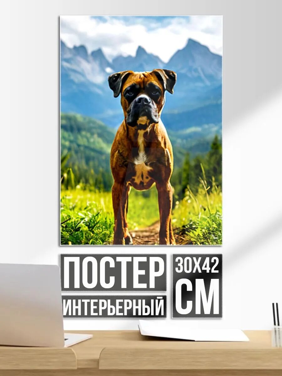 Постер на стену Немецкий боксер в летних горах
