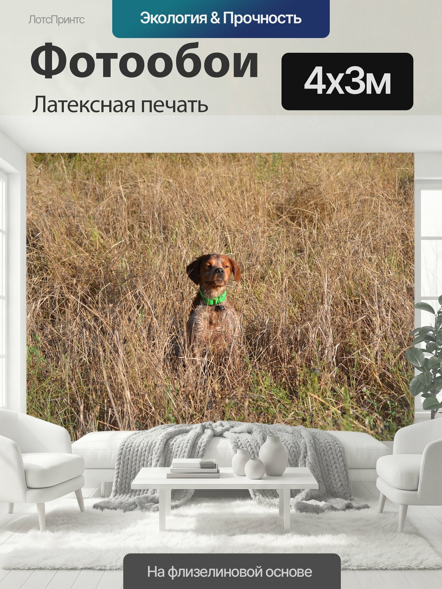 Фотообои моющиеся ударопрочные "Охота, собака, бретон" 400x300 см. латексная печать