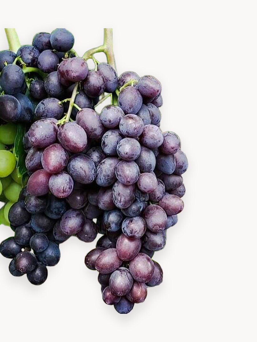 Виноград кишмиш Брависсимо / 1 шт, раннеспелый сорт, бессемянный