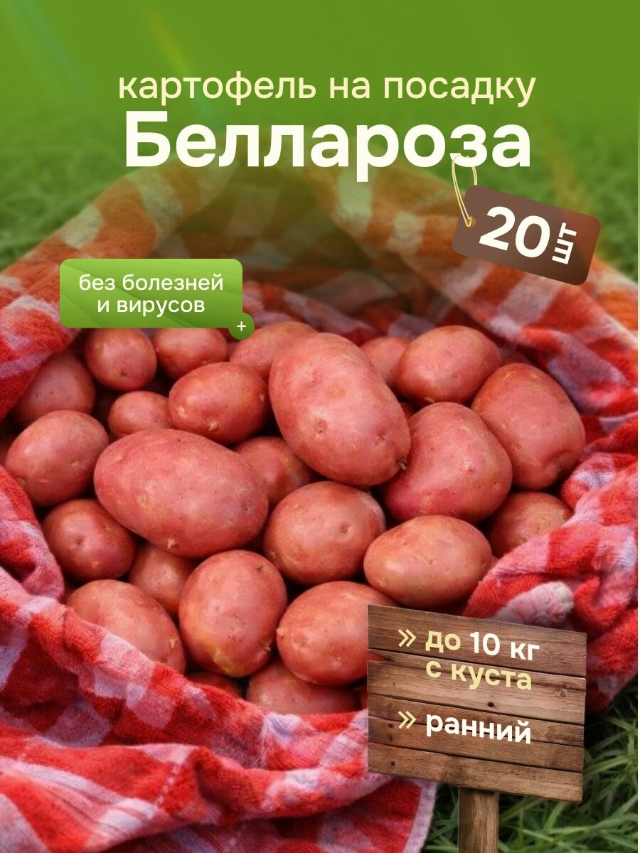 Семенной картофель на посадку Беллароза 20 шт (ранний)