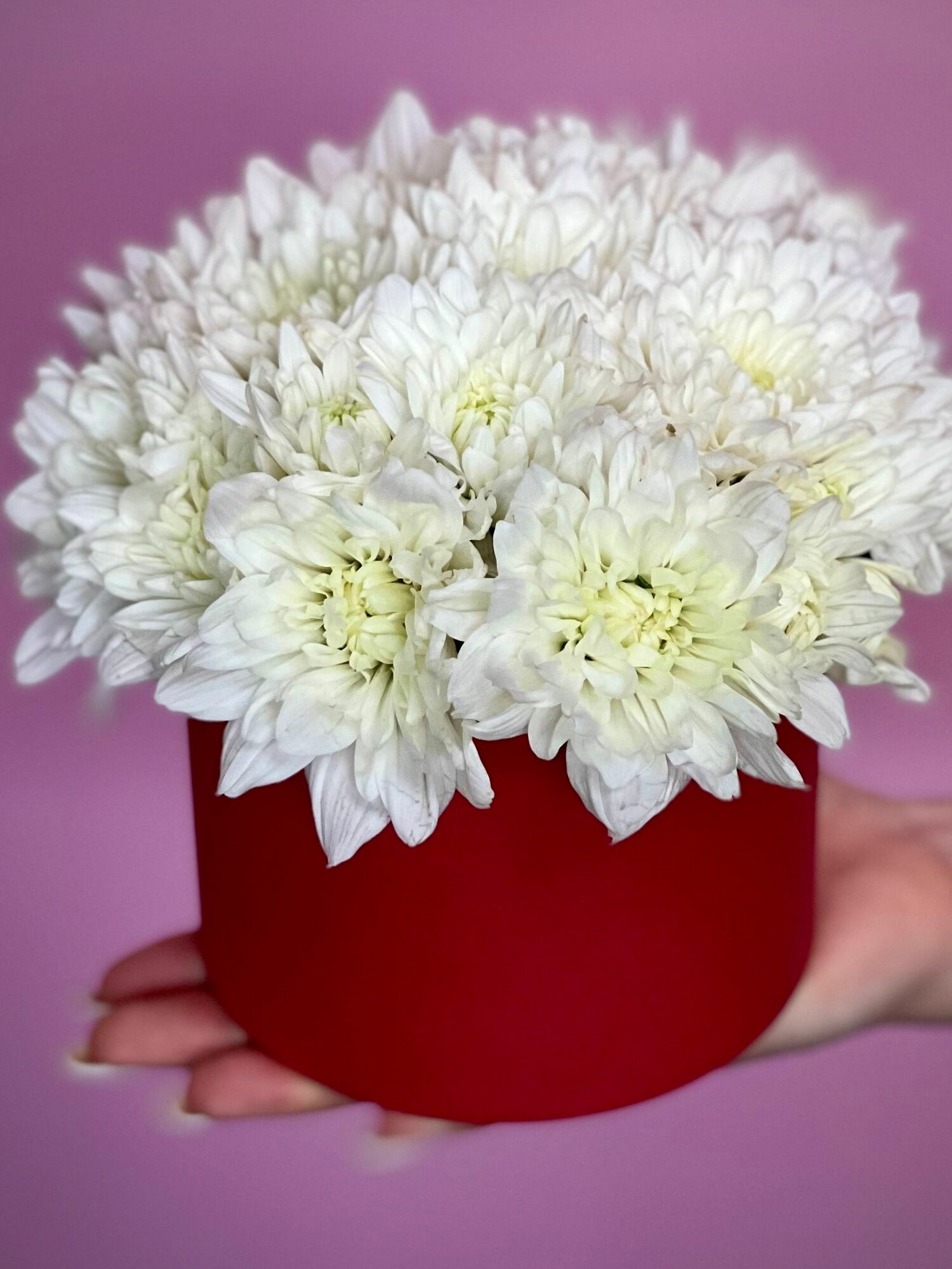 Мини-композиция "Рубиновый Иней", 4 хризантемы, белая премиум