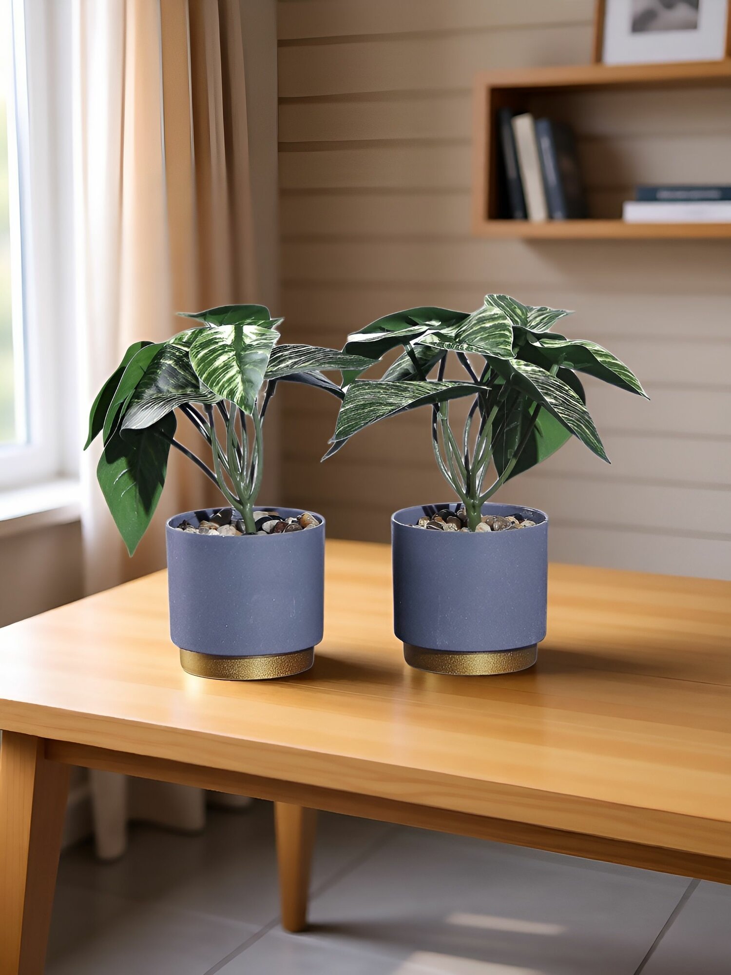 Растение декоративное 2 шт Аглаонема в кашпо 19 см