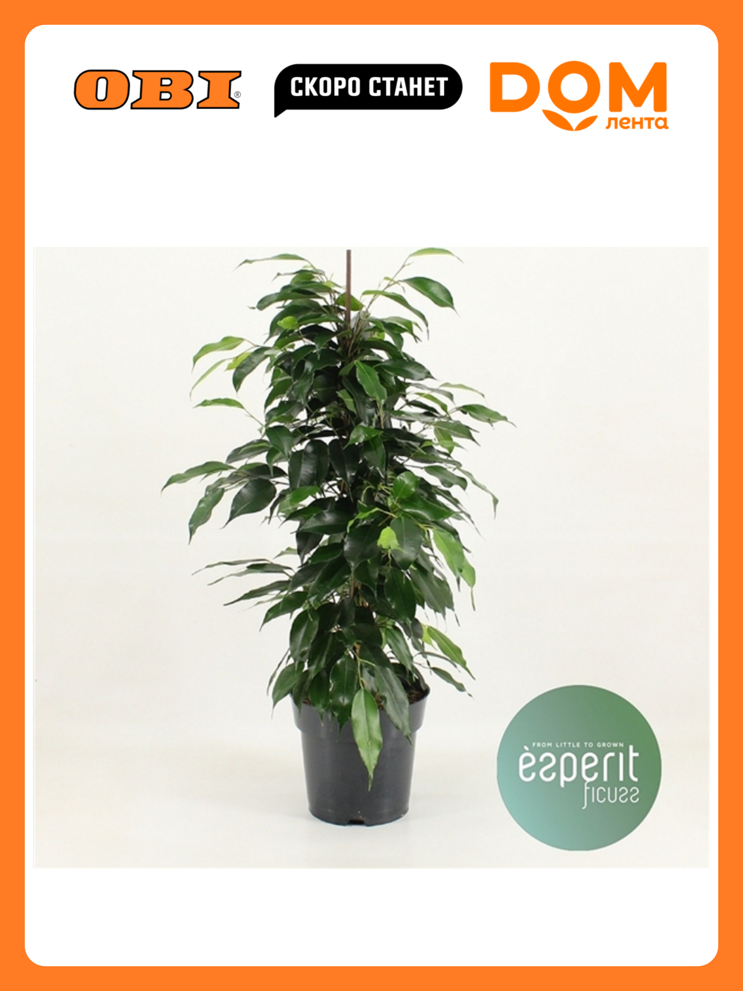 Фикус Бенджамина Даниэль, декоративно-лиственный, высота 80 см, горшок D17