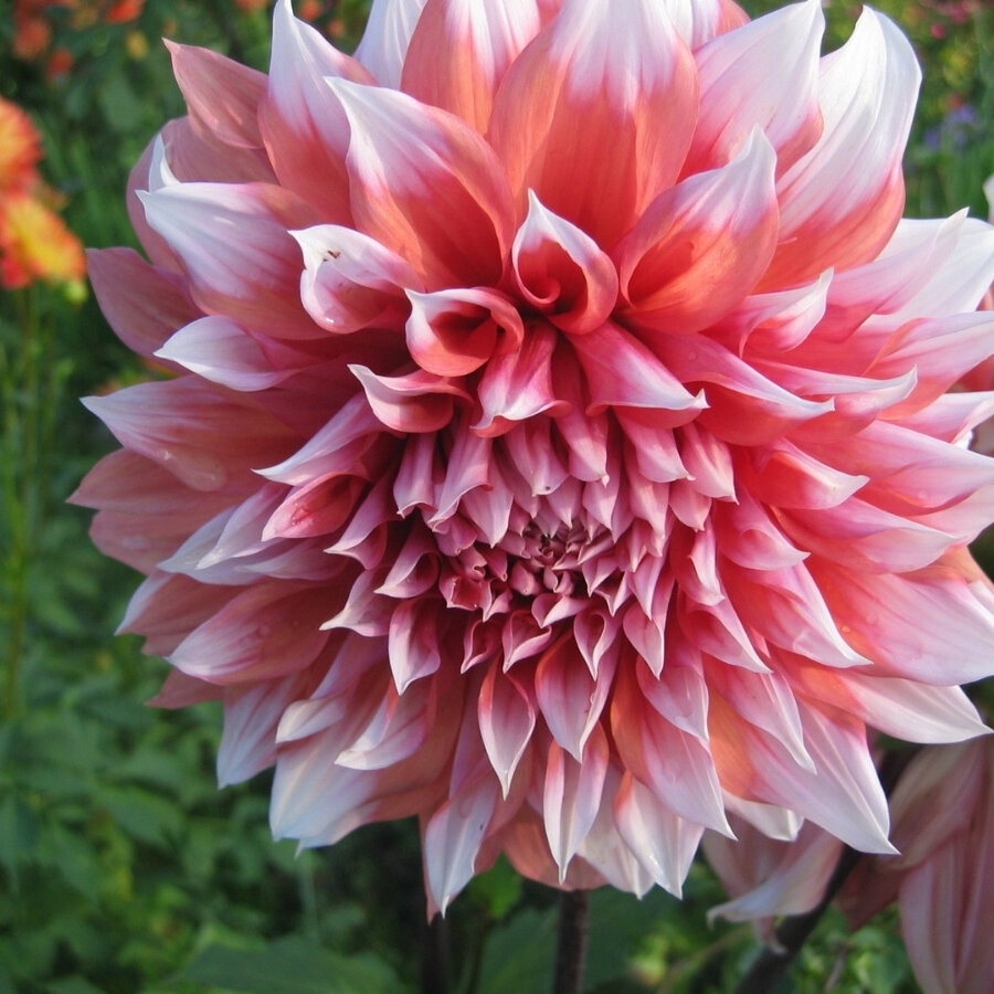 Георгина Голландский фестиваль (1 клубень), Нидерланды