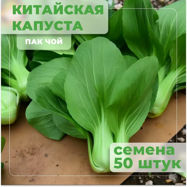 Капуста китайская Пак Чой, семена 50 штук